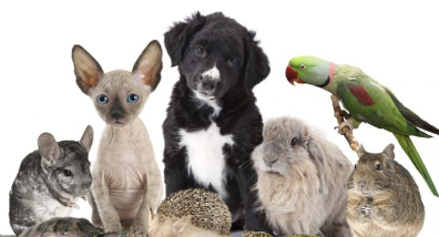 Animals & Inclusion in Children's Books – My Furry Soulmates Kids ...